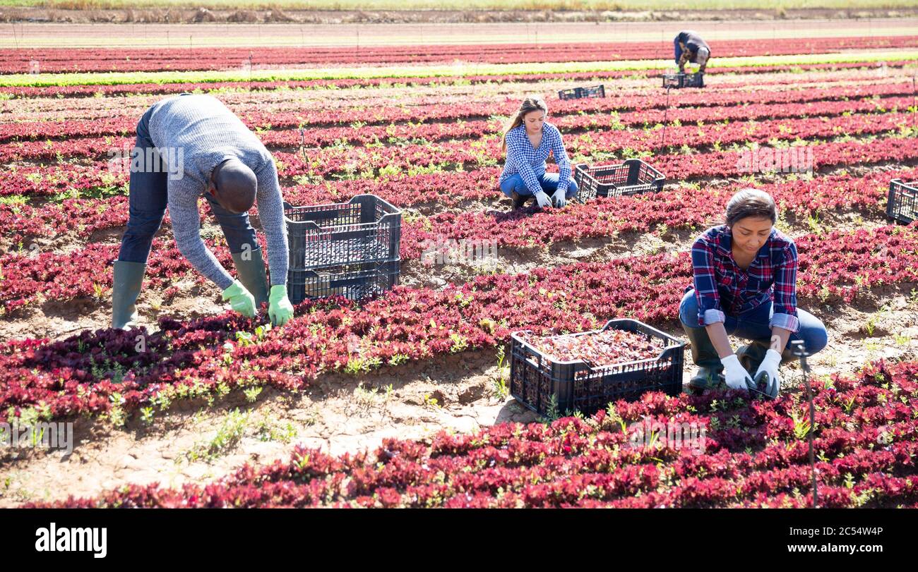 International team farm workers hi-res stock photography and images - Alamy