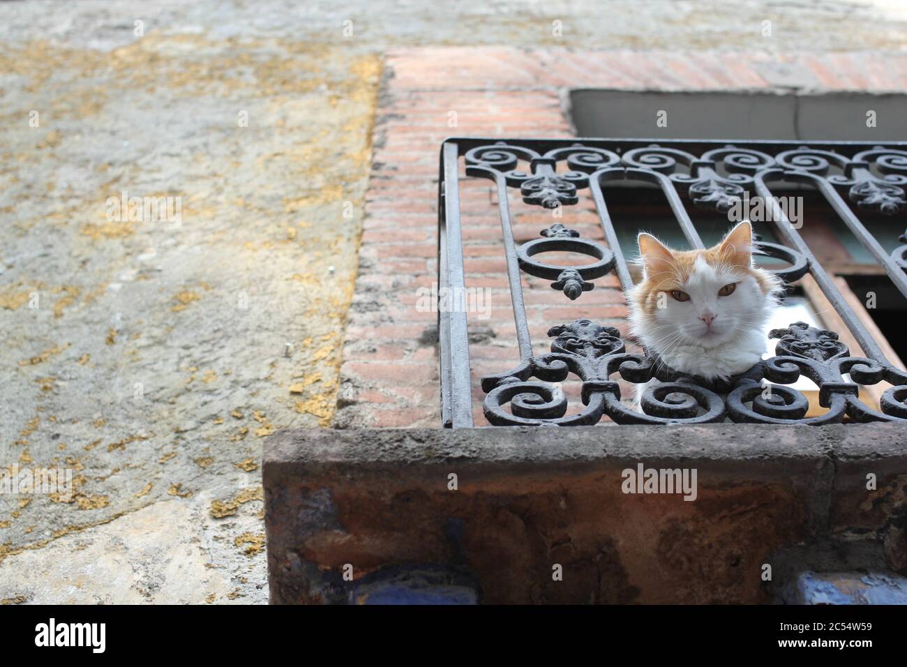 Low angle shot of a cute cat looking through the black iron bars of the ...
