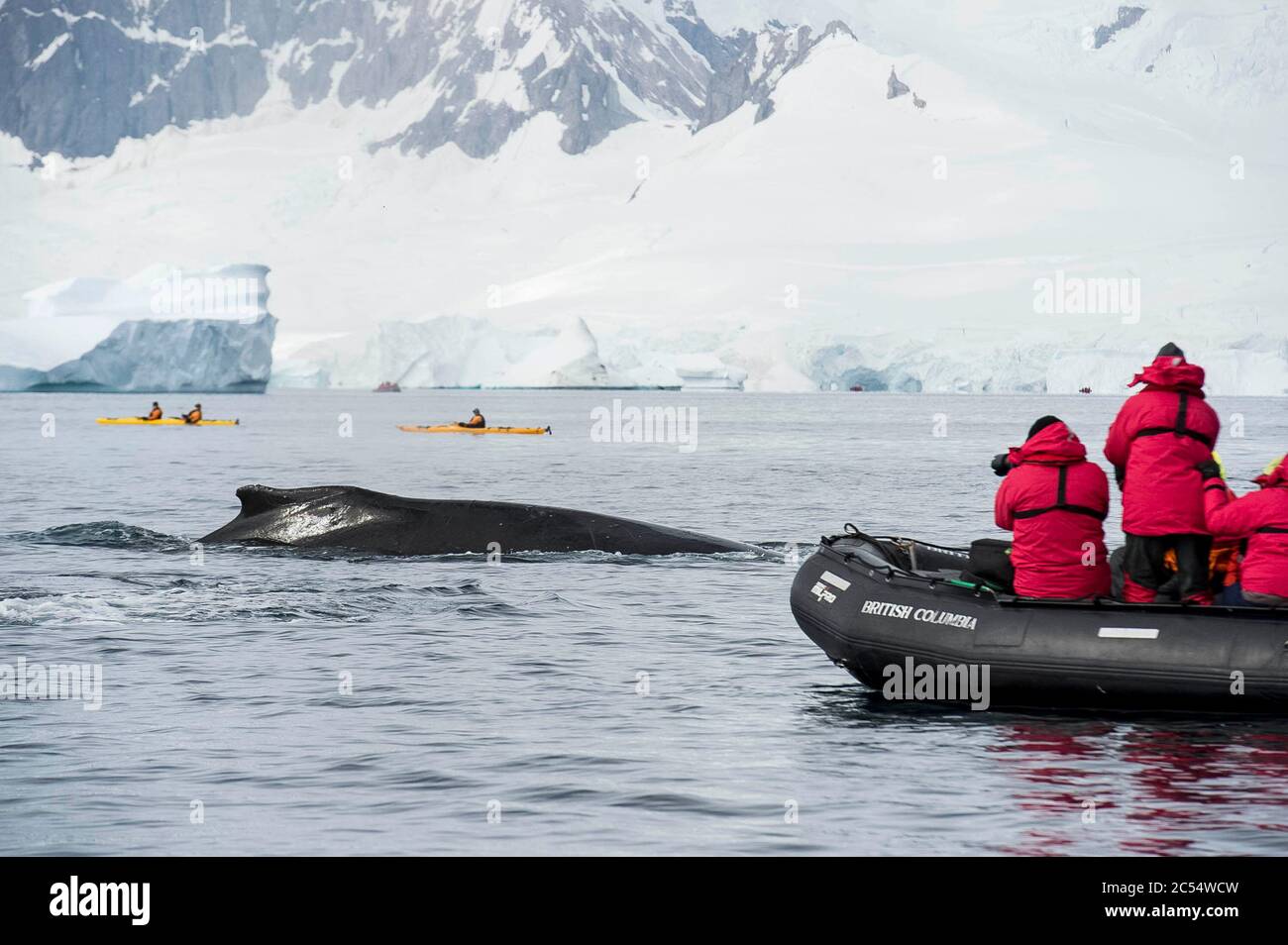 Megaptera novaeangliae humpback whale hi-res stock photography and ...