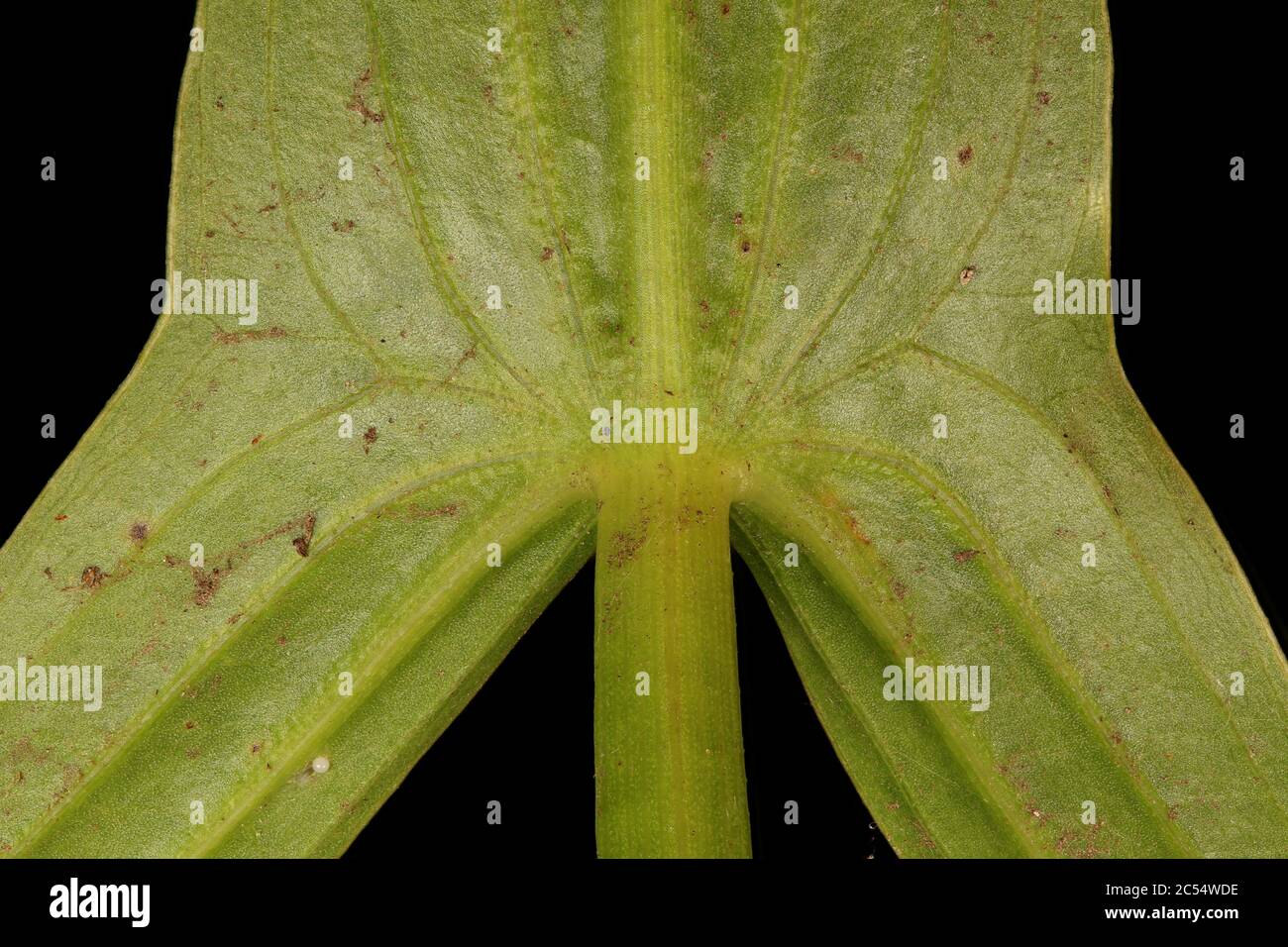 Sagittaria Sagittifolia Botanical Illustration High Resolution Stock ...
