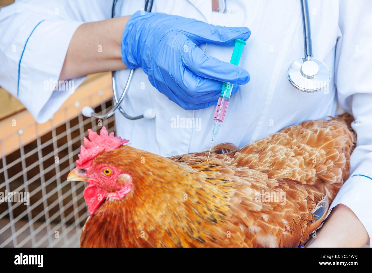 Chicken Injection High Resolution Stock Photography and Images - Alamy