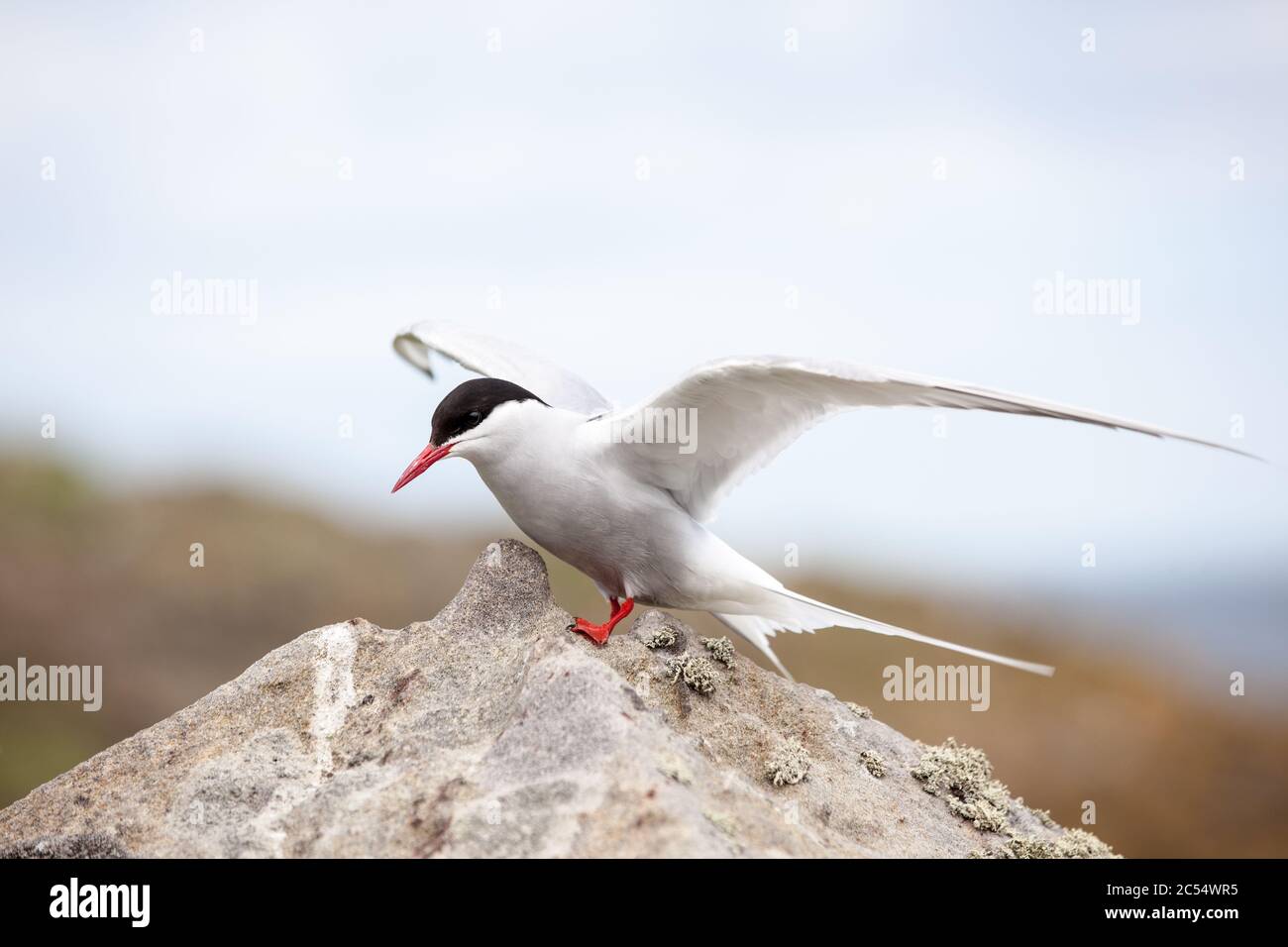 Migrating terns hi-res stock photography and images - Alamy