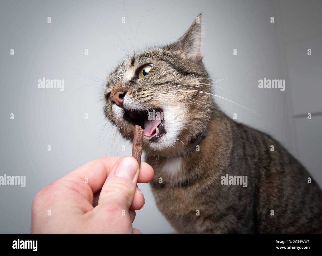 human hand feeding tabby cat with treat in front of white background ...