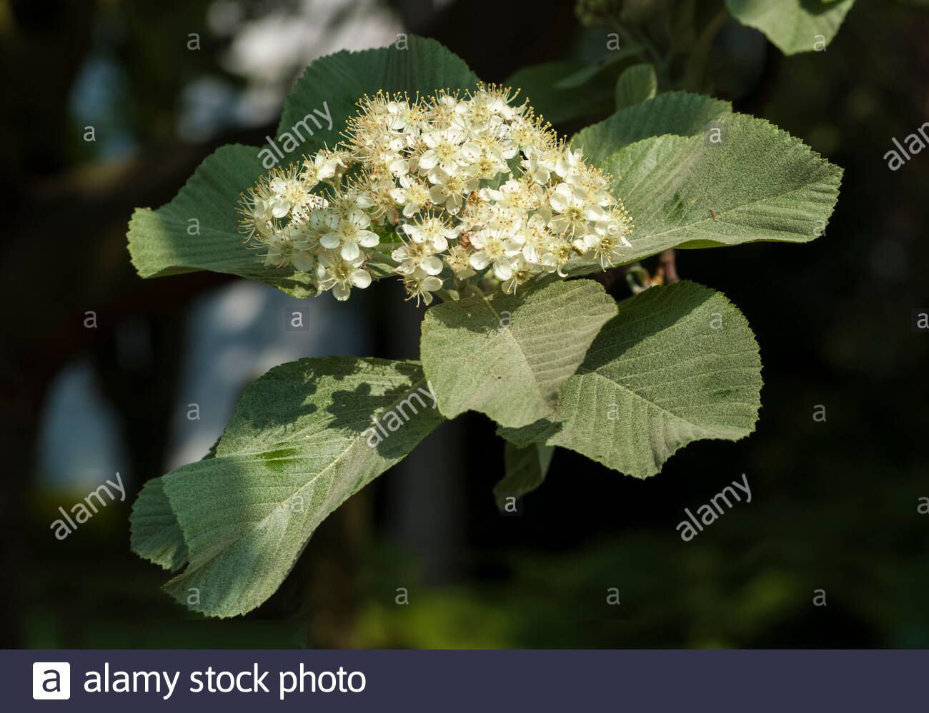 Sorbus Aria Flowers High Resolution Stock Photography and Images - Alamy