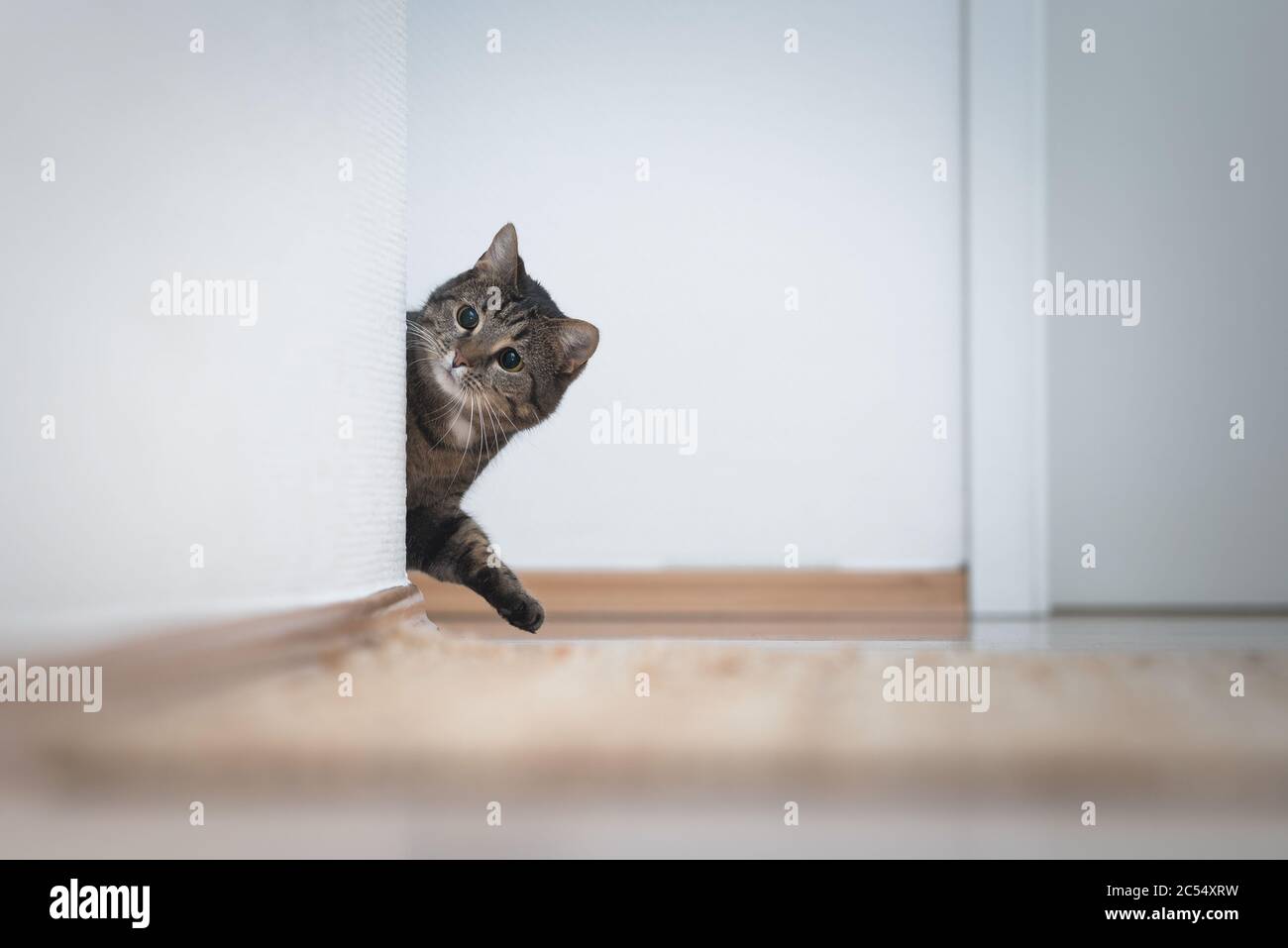 Cat looking around corner hi-res stock photography and images - Alamy