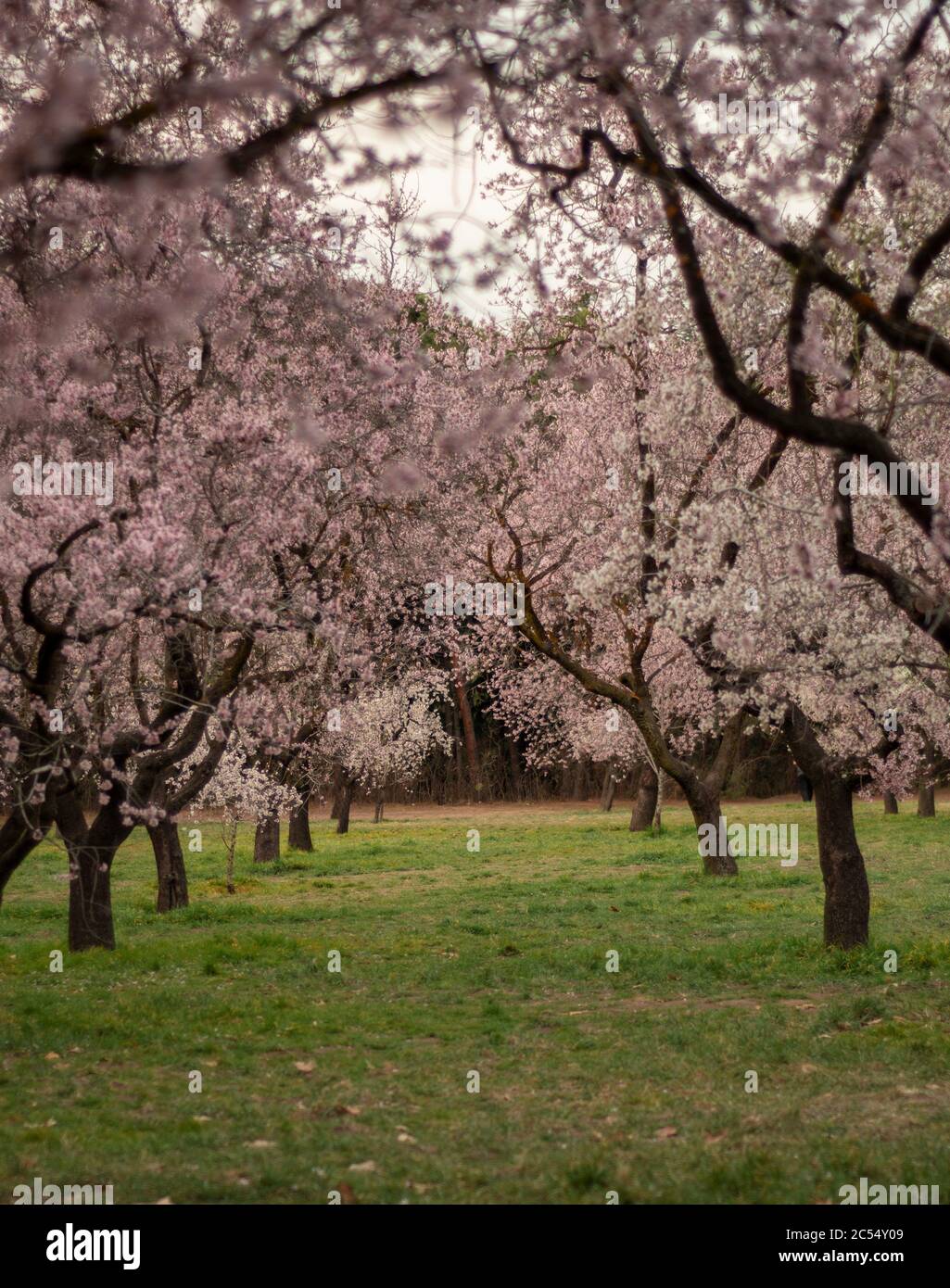 Beautiful vertical view of pink blossomed trees lined up on two sides ...