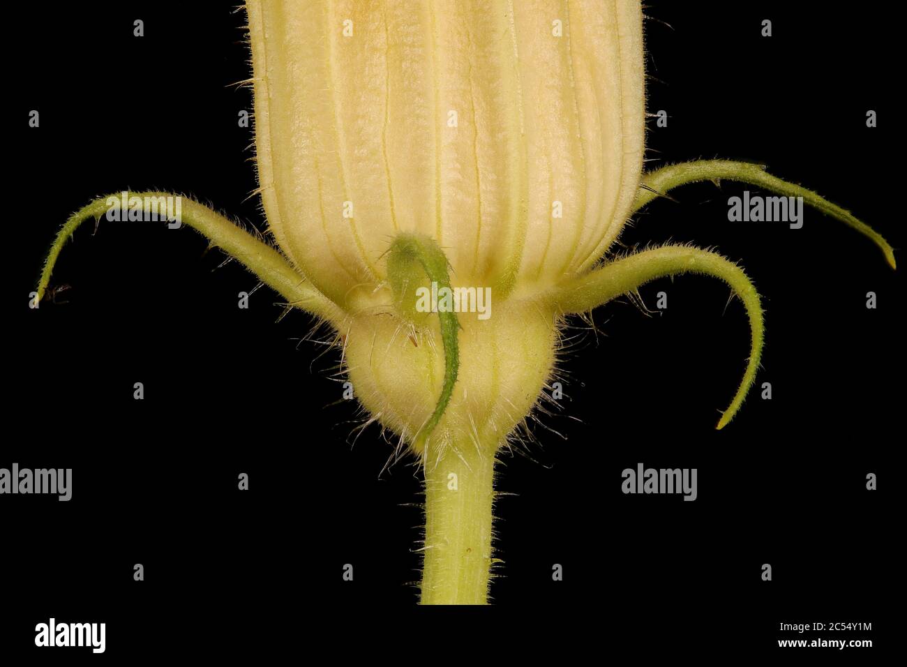 Male calyx hi-res stock photography and images - Alamy