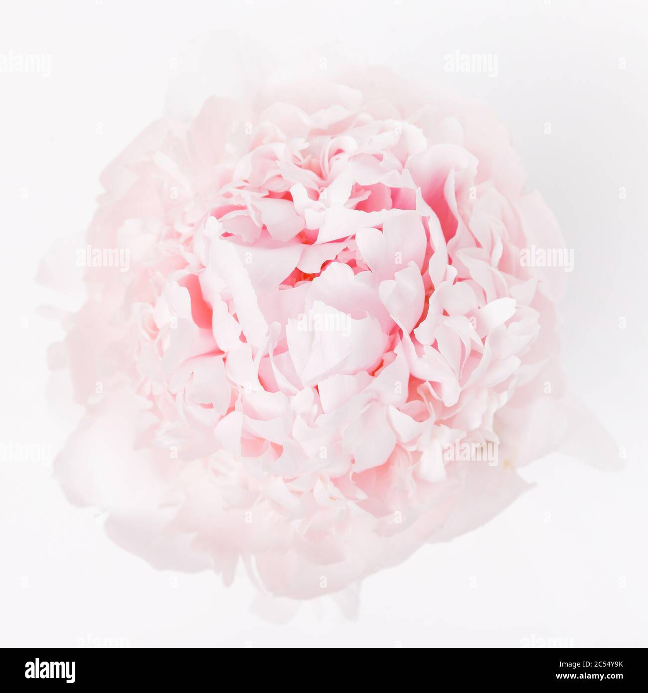 Light peony on a white background, top view, the concept of beauty ...