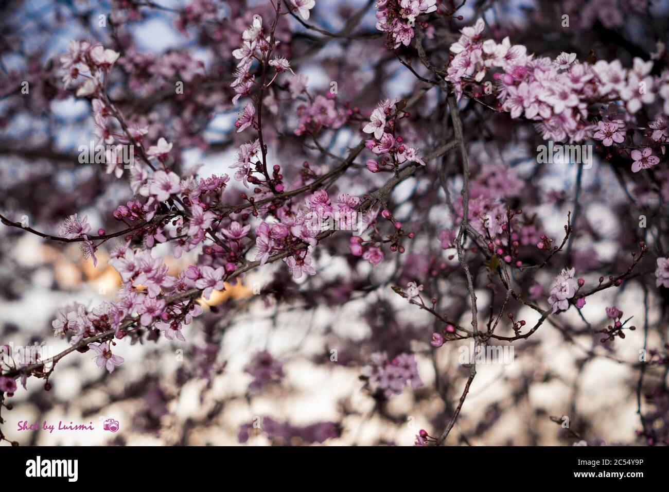 Beautifully blossomed pink flowers hi-res stock photography and images ...
