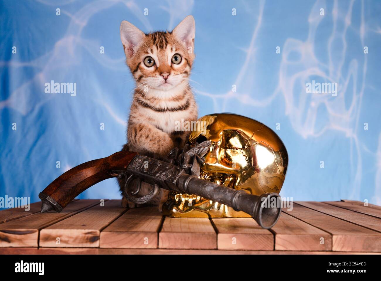 Kitten With Gun