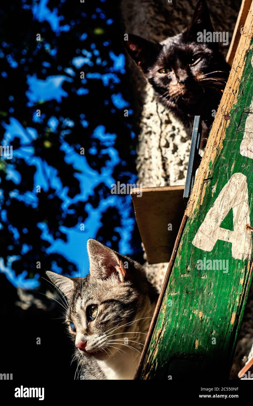 Two cats hanging hi-res stock photography and images - Alamy