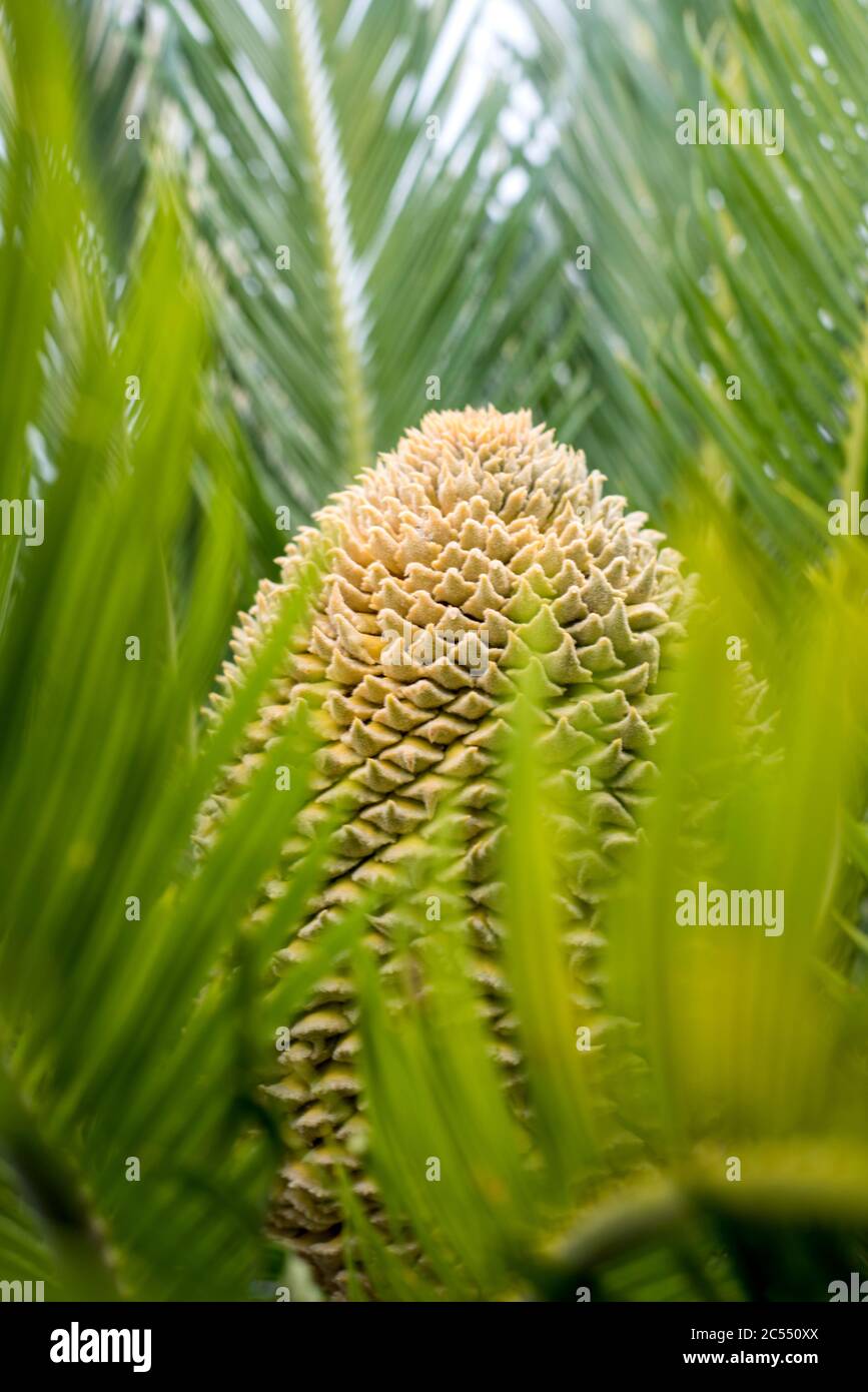male cyca flower in formation Stock Photo - Alamy