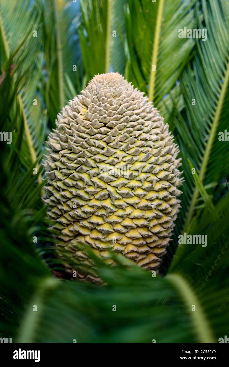 Cycas siamensis male hi-res stock photography and images - Alamy