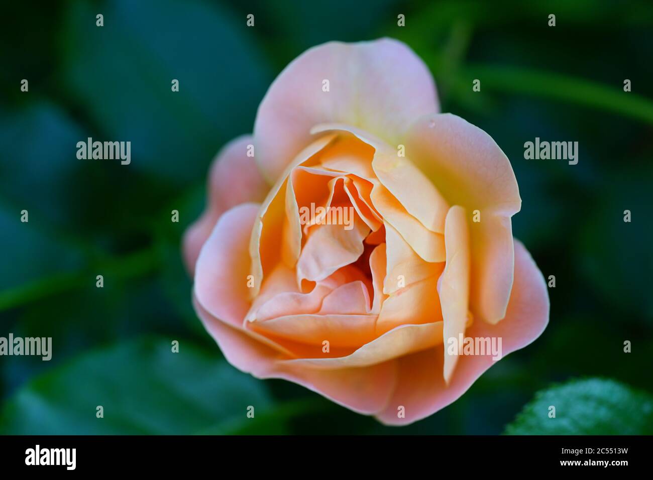 Apricot orange rose flower growing in the garden Stock Photo - Alamy
