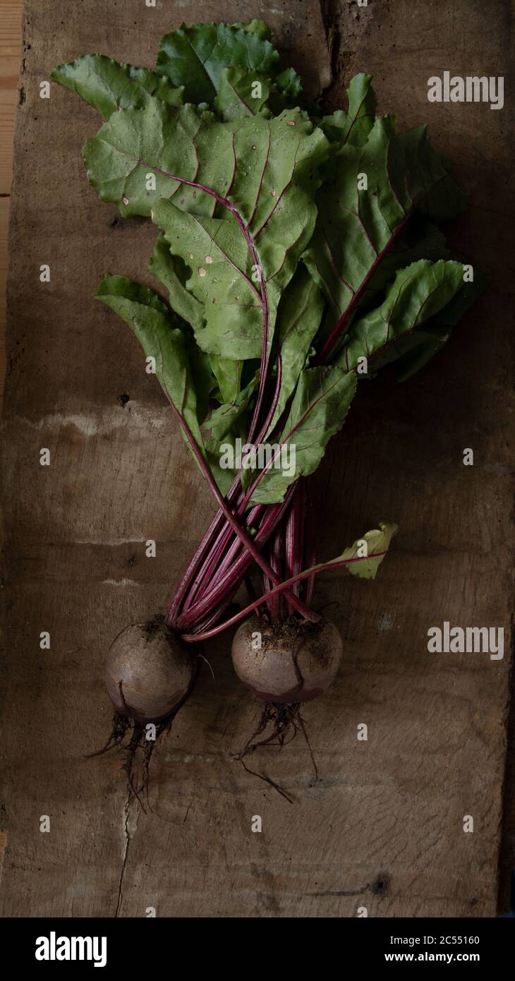 Beetroot beta vulgaris subsp vulgaris hi-res stock photography and ...