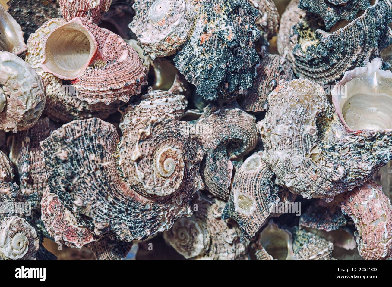 Sea Mollusks