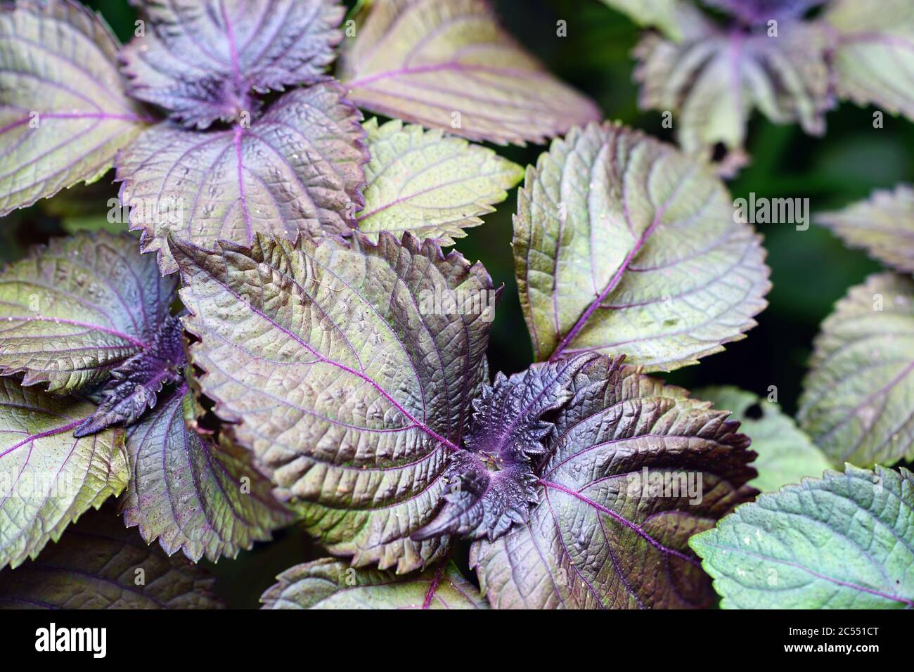 Green and purple shiso perilla herb growing in the garden Stock Photo ...