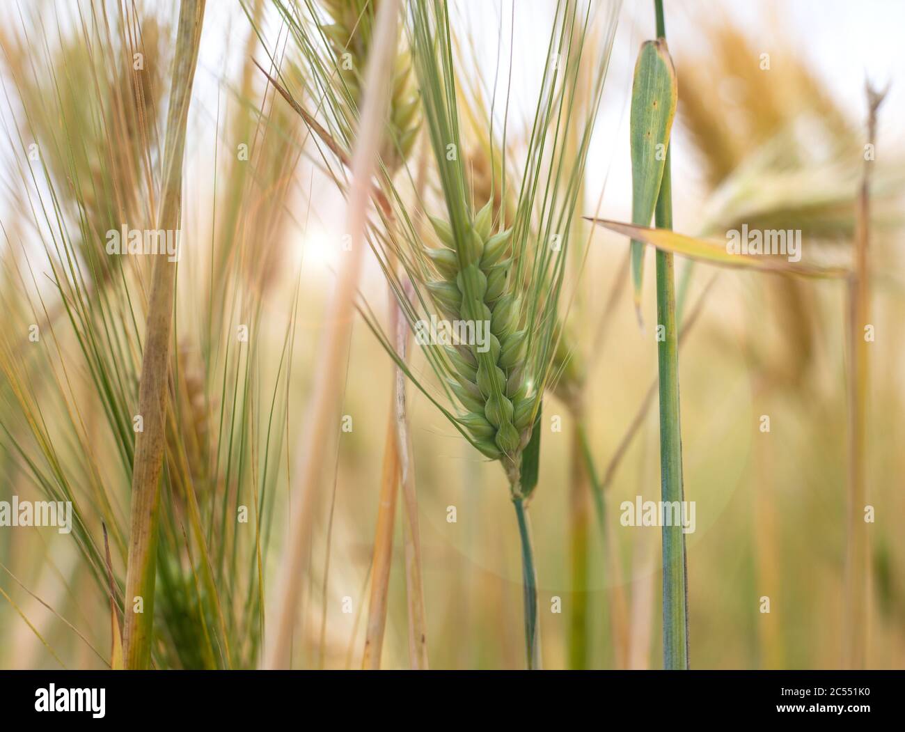 Field food gold golden grain grains grow hi-res stock photography and ...