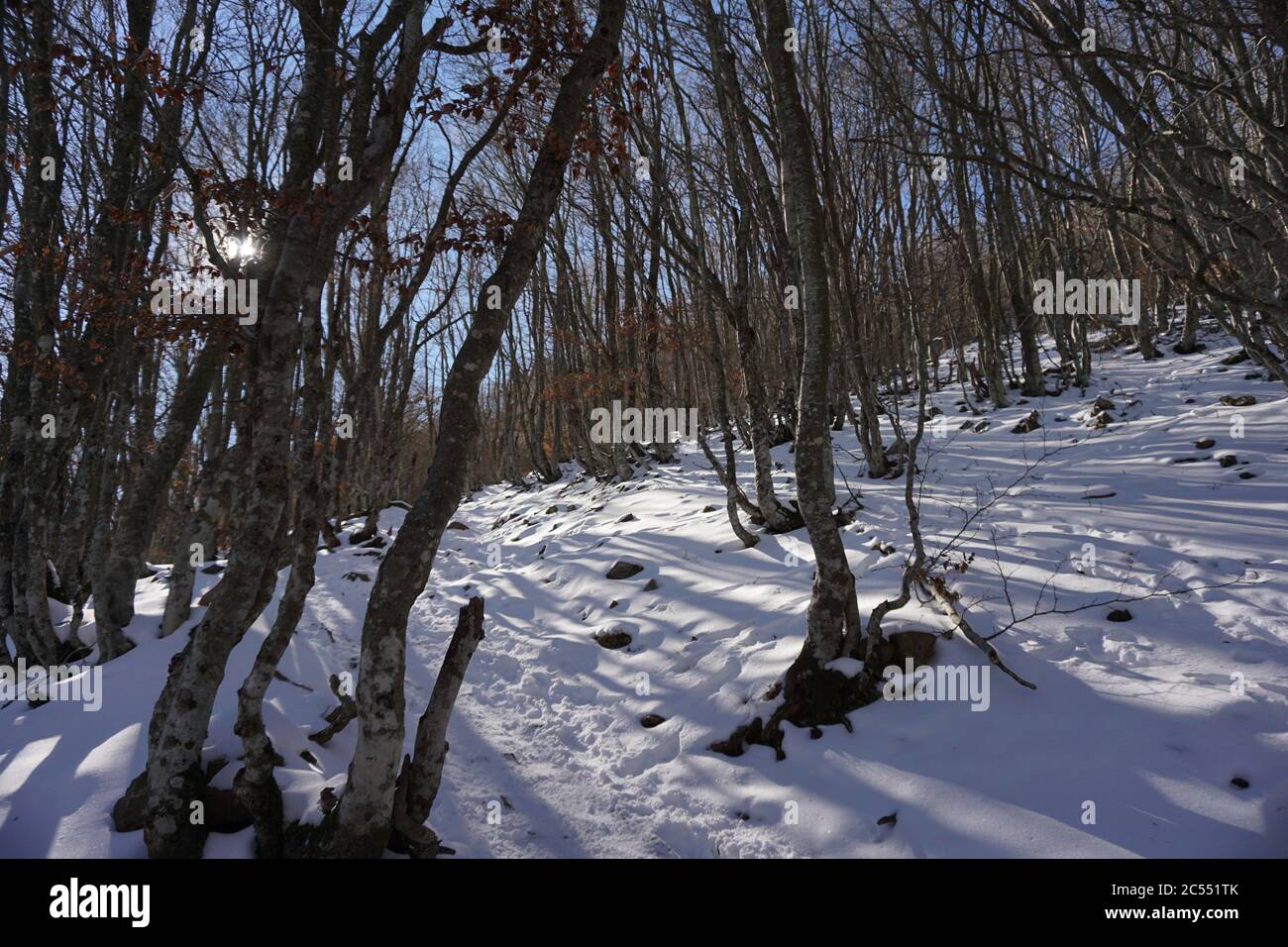 Beautiful forest covered in snow and gleaming under the sunrays Stock ...