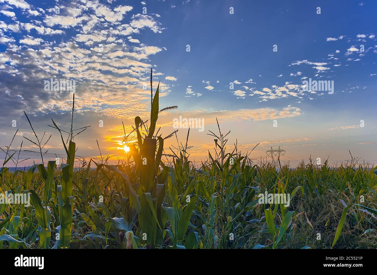 Sunset Over a Corn Field Stock Photo - Alamy