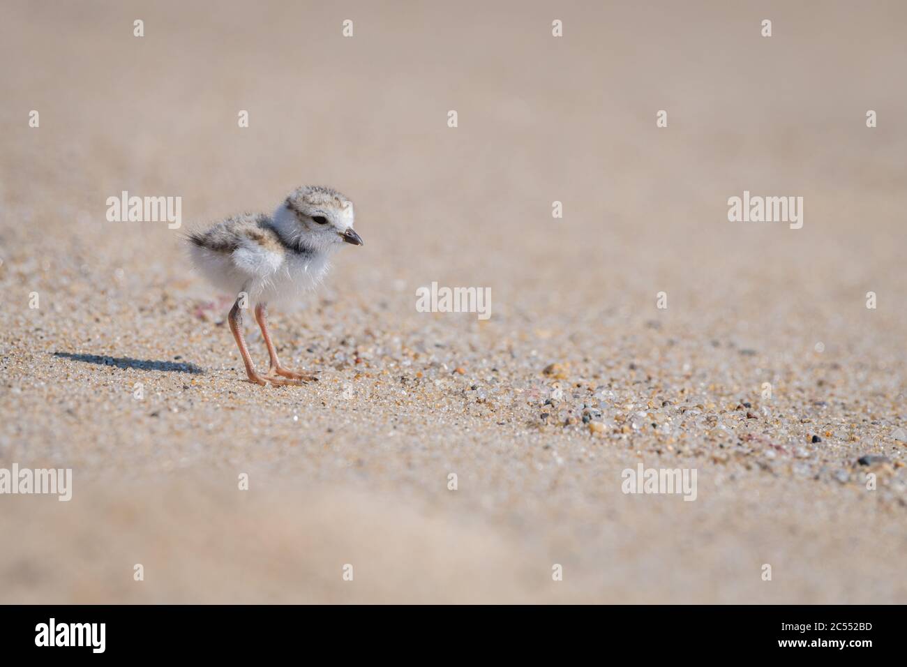Piping plover chick hi-res stock photography and images - Alamy