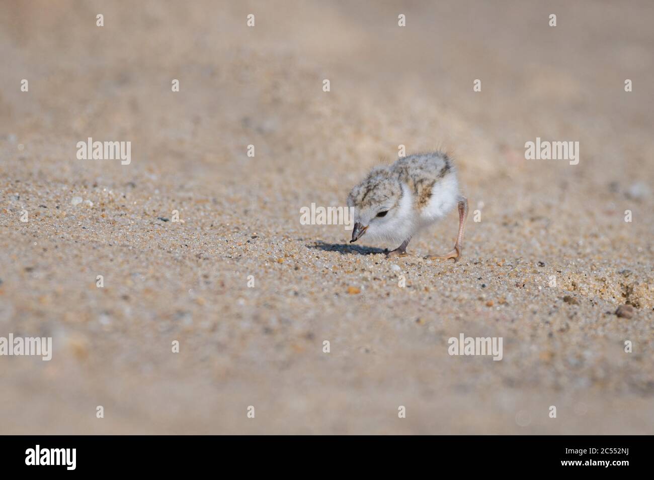 Piping Plover Chick High Resolution Stock Photography and Images - Alamy