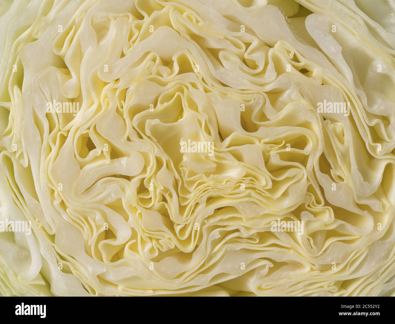 Cut cross section cabbage half sliced hi-res stock photography and ...