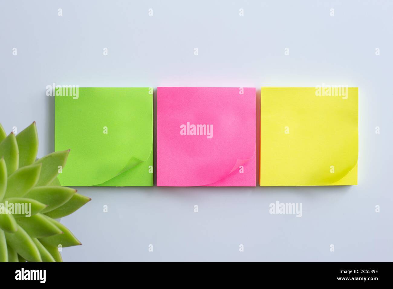 Home plant in soft focus, different colours of sticky notes. Stationery ...