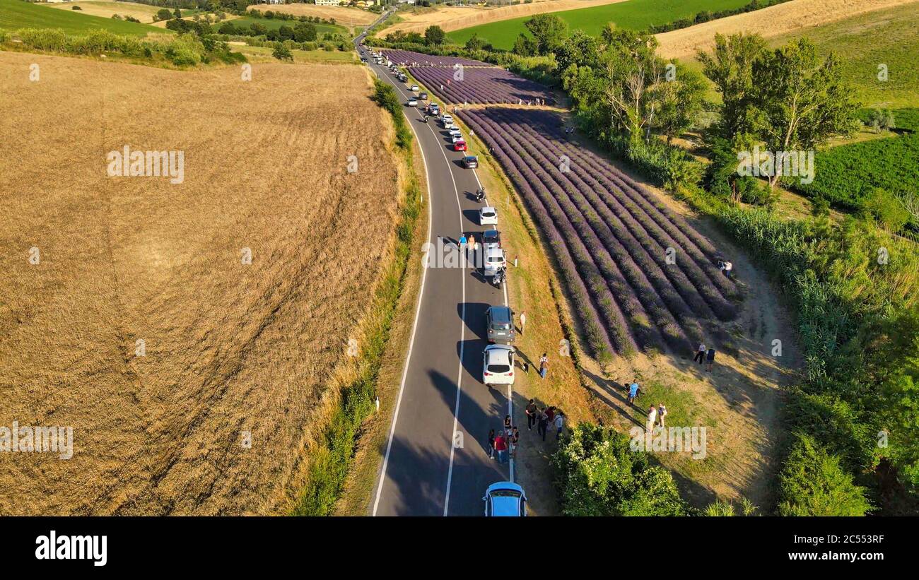 Lavender meadows in open countryside. Amazing aerial view in summer ...