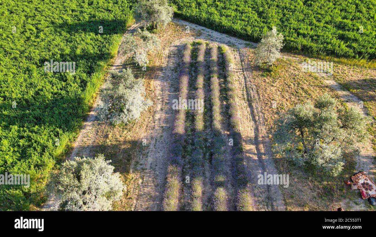 Lavender meadows in open countryside. Amazing aerial view in summer ...