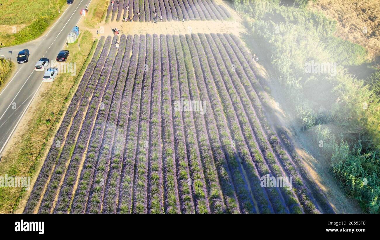 Lavender meadows in open countryside. Amazing aerial view in summer ...
