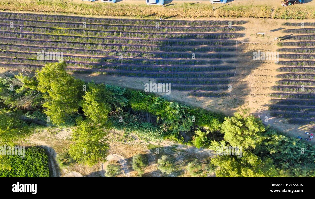 Lavender meadows in open countryside. Amazing aerial view in summer ...
