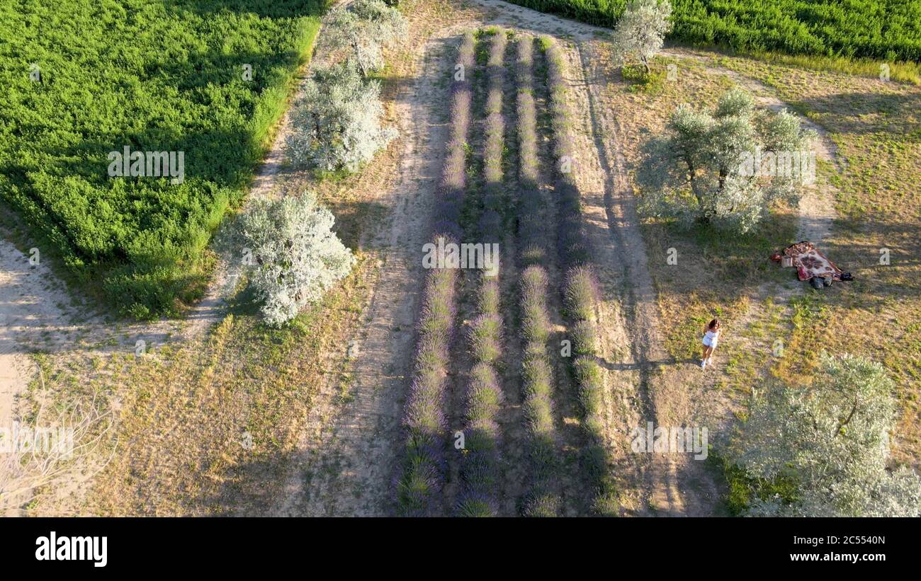 Lavender meadows in open countryside. Amazing aerial view in summer ...