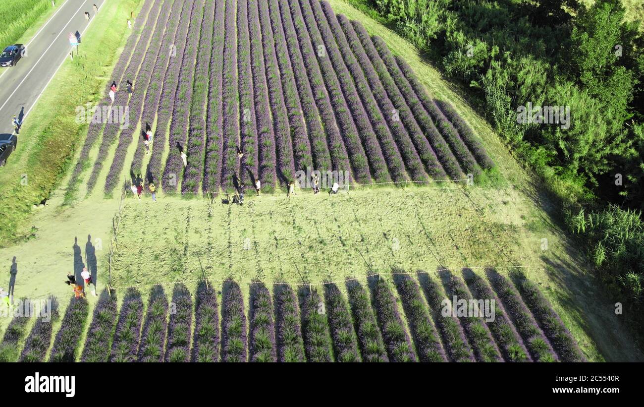 Lavender meadows in open countryside. Amazing aerial view in summer ...