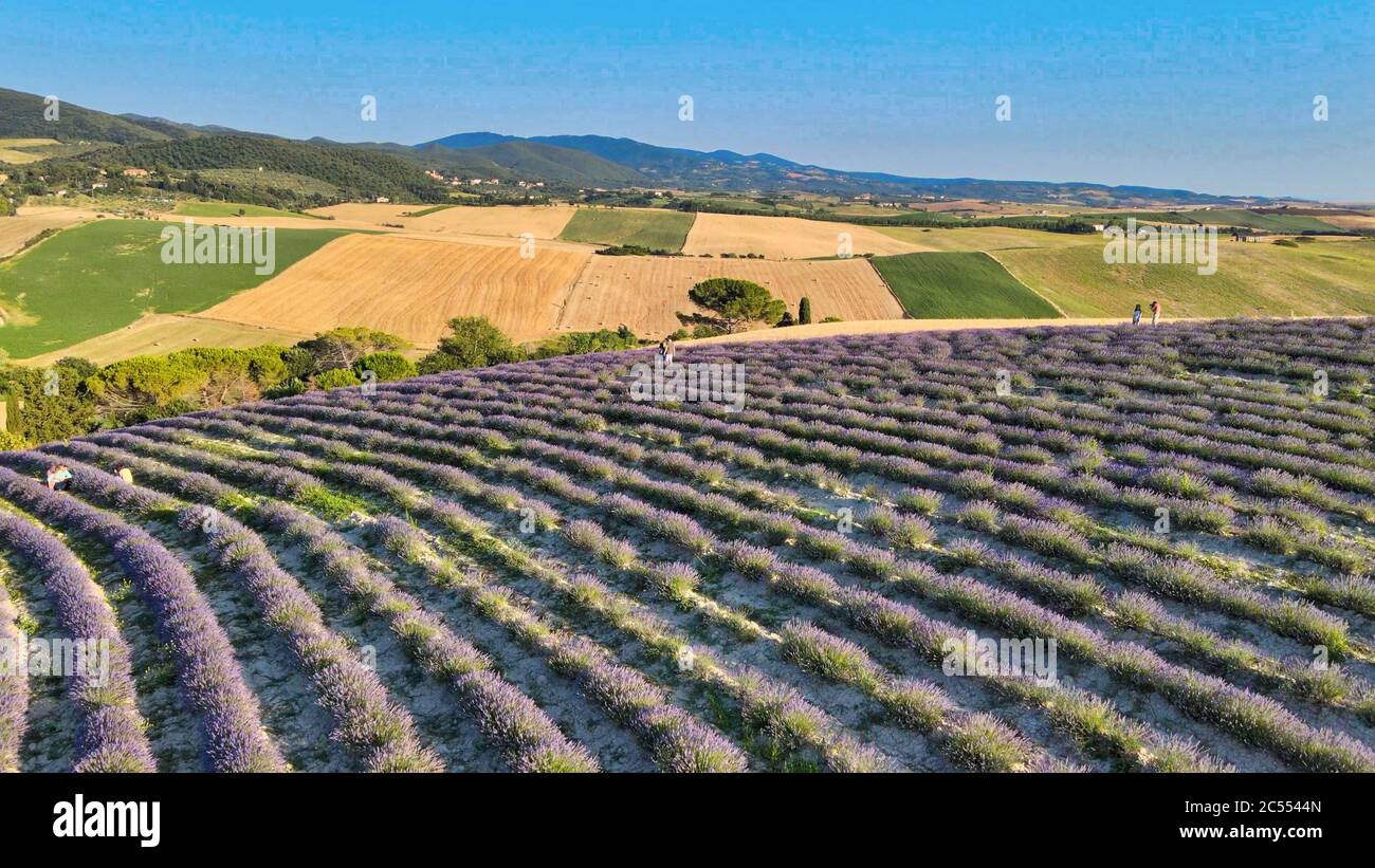 Overhead aerial view of Lavender Fields in the countryside, summer ...
