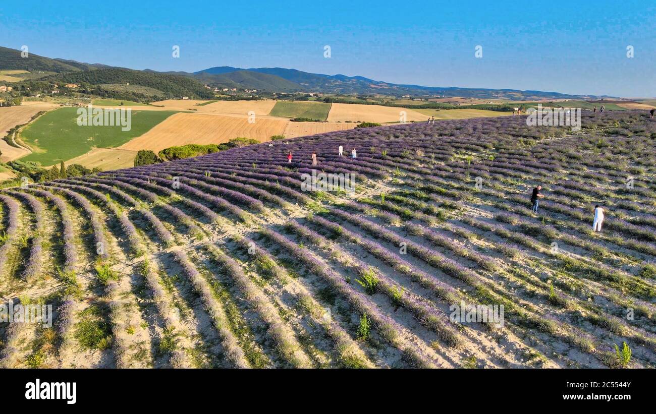 Lavender meadows in open countryside. Amazing aerial view in summer ...