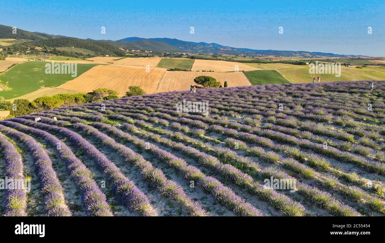 Lavender meadows in open countryside. Amazing aerial view in summer ...