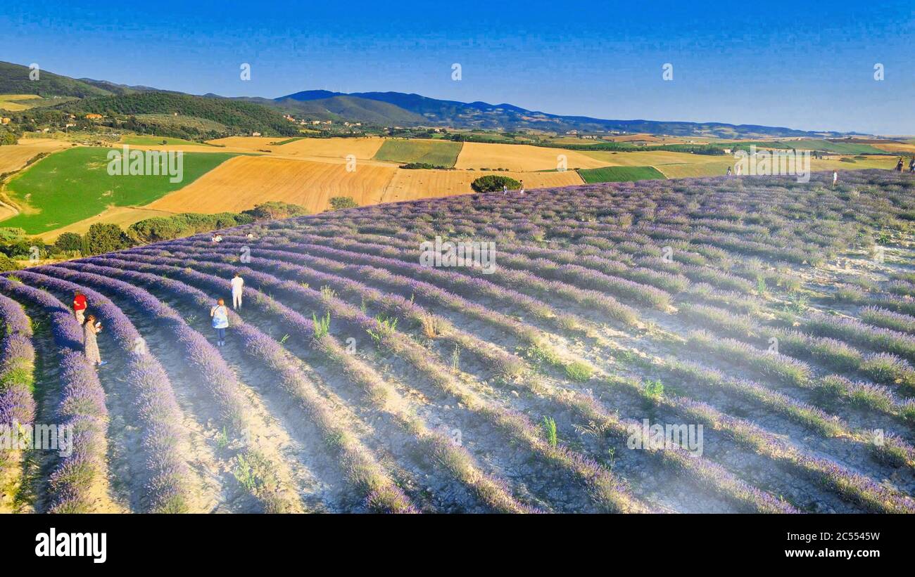 Overhead aerial view of Lavender Fields in the countryside, summer ...