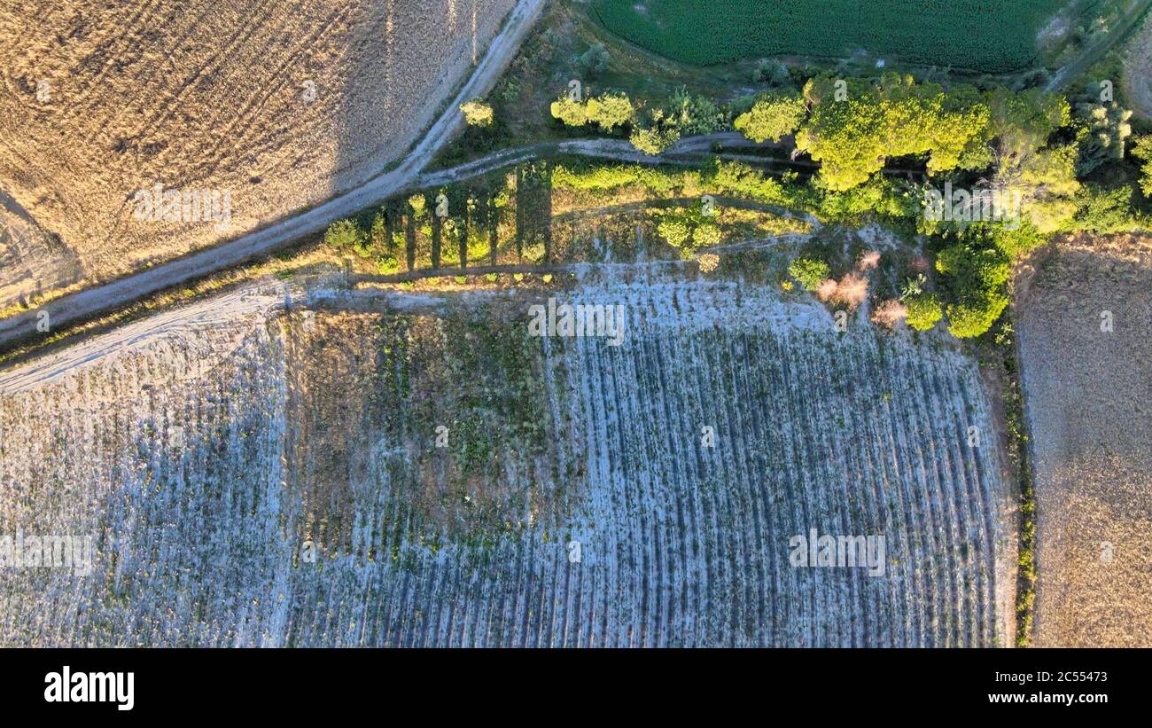 Lavender meadows in open countryside. Amazing aerial view in summer ...