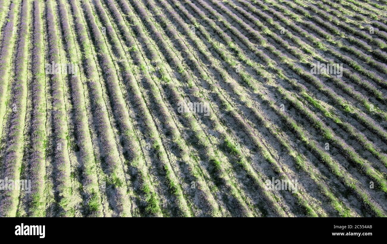 Lavender meadows in open countryside. Amazing aerial view in summer ...