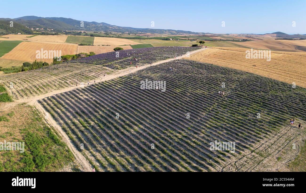 Lavender meadows in open countryside. Amazing aerial view in summer ...