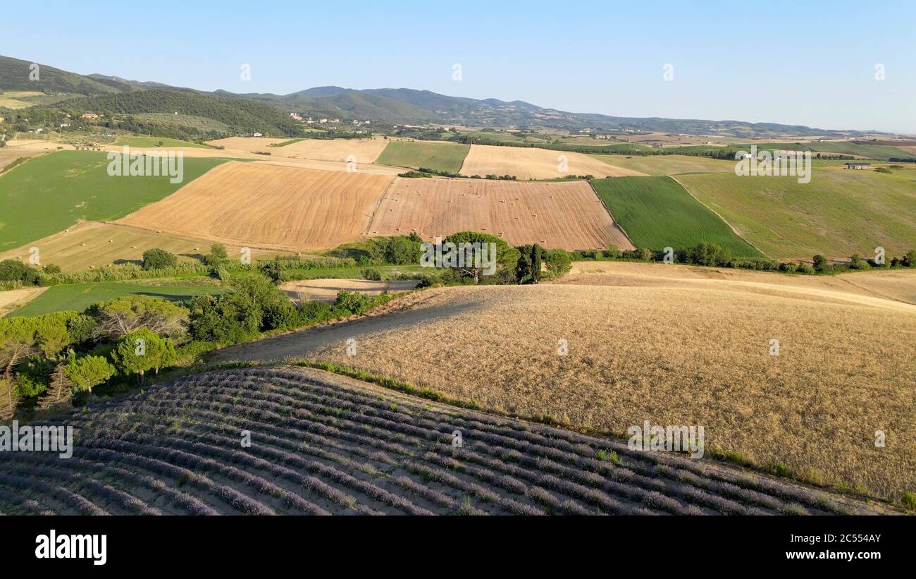 Lavender meadows in open countryside hi-res stock photography and ...