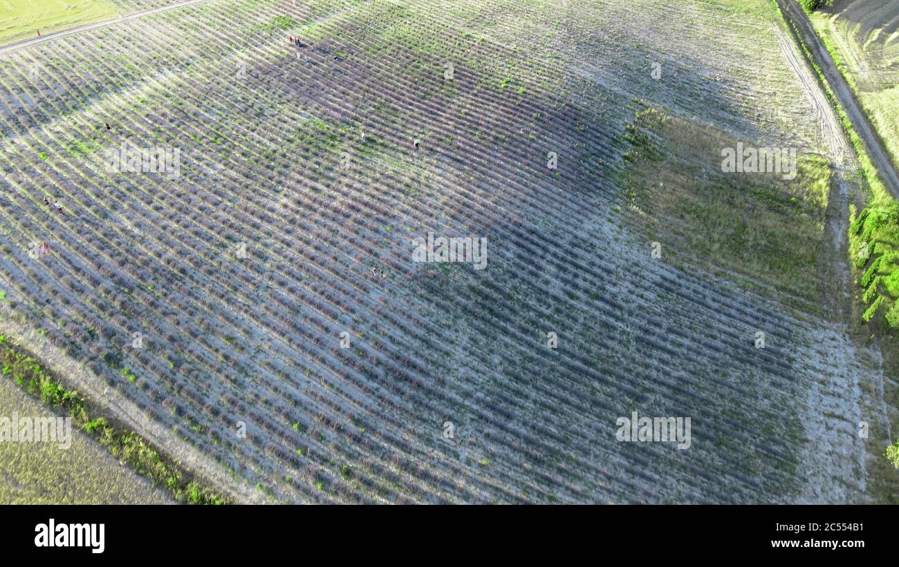 Lavender meadows in open countryside. Amazing aerial view in summer ...