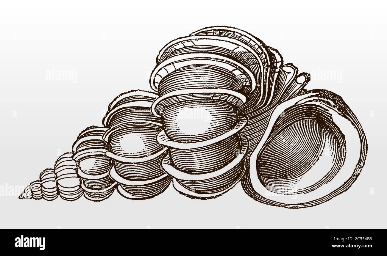 Shell of the precious wentletrap, epitonium scalare after an antique ...