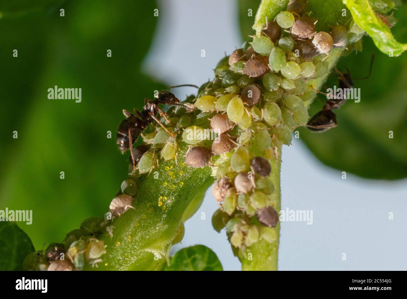 Insect pests hi-res stock photography and images - Alamy