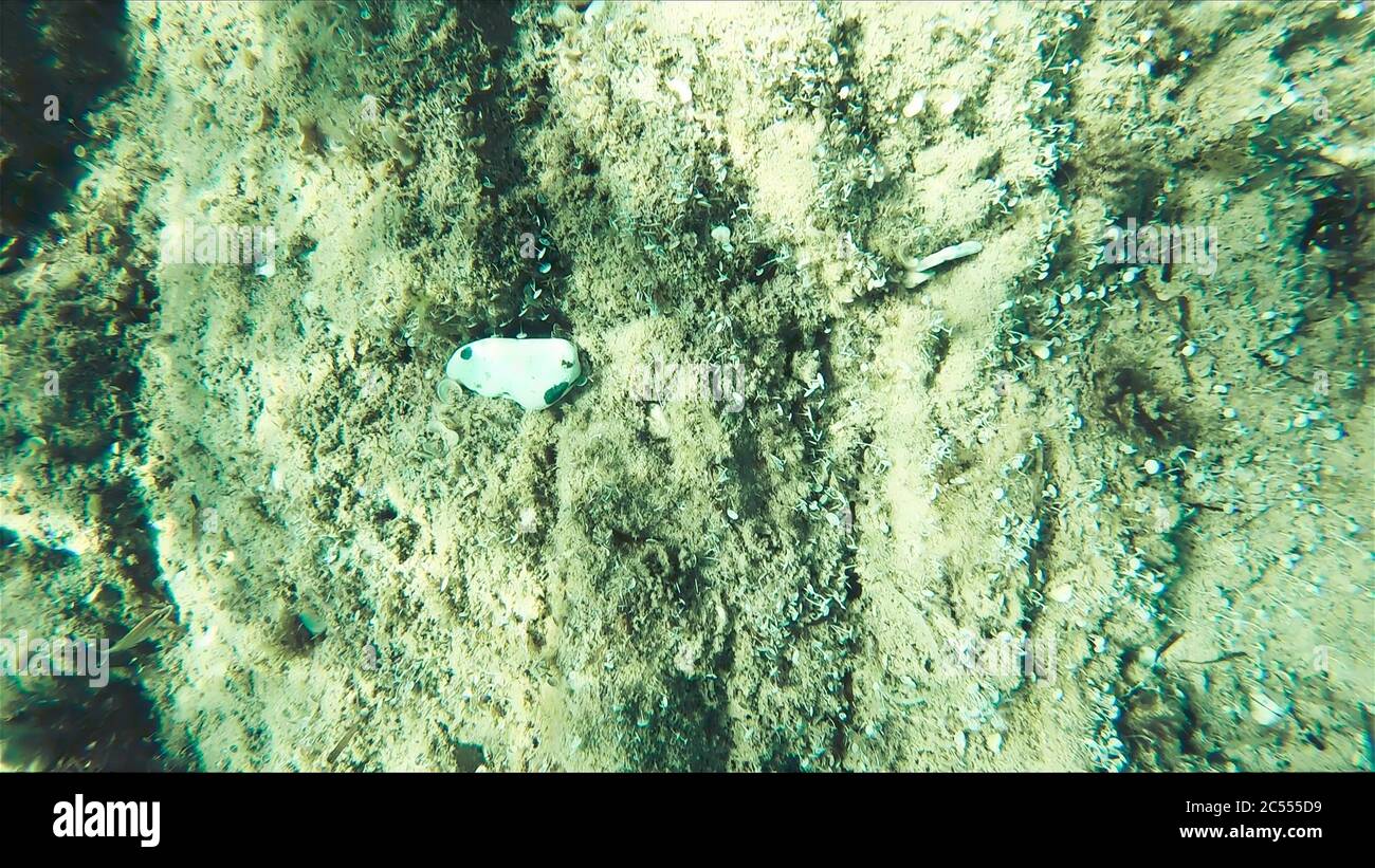 Underwater marine life, Italian ocean Stock Photo - Alamy