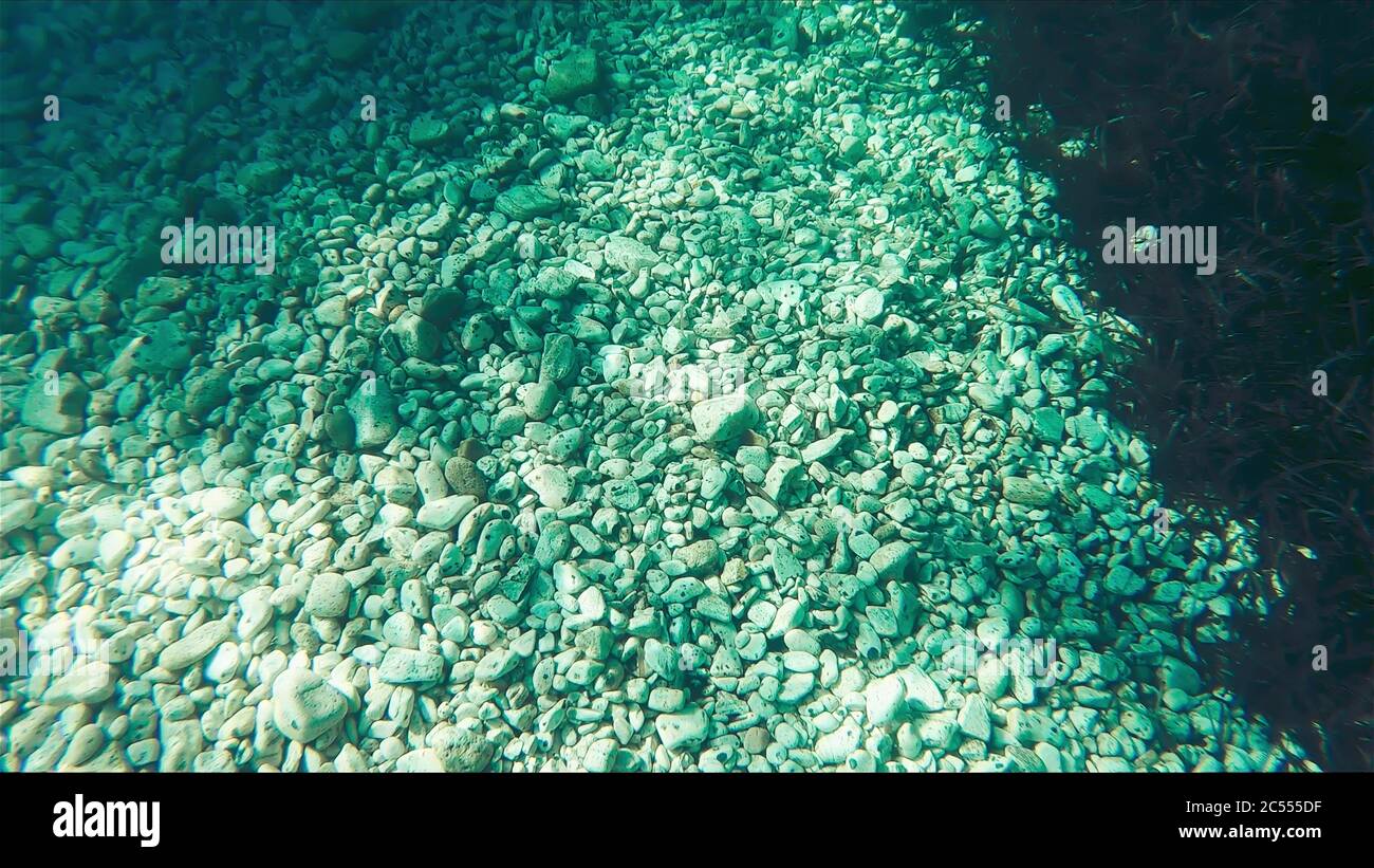 Underwater marine life, Italian ocean Stock Photo - Alamy