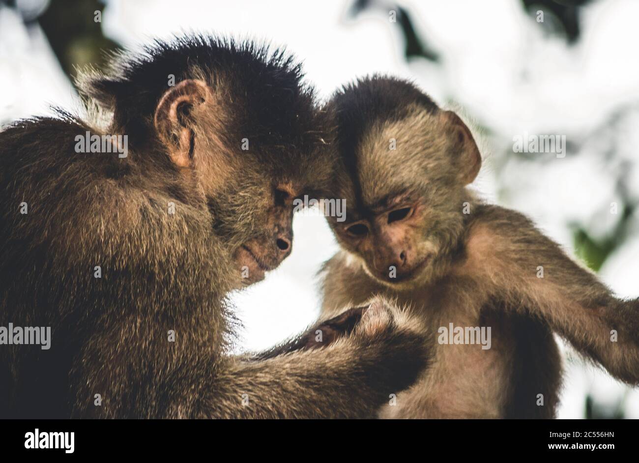 Capuchin mother and baby hi-res stock photography and images - Alamy