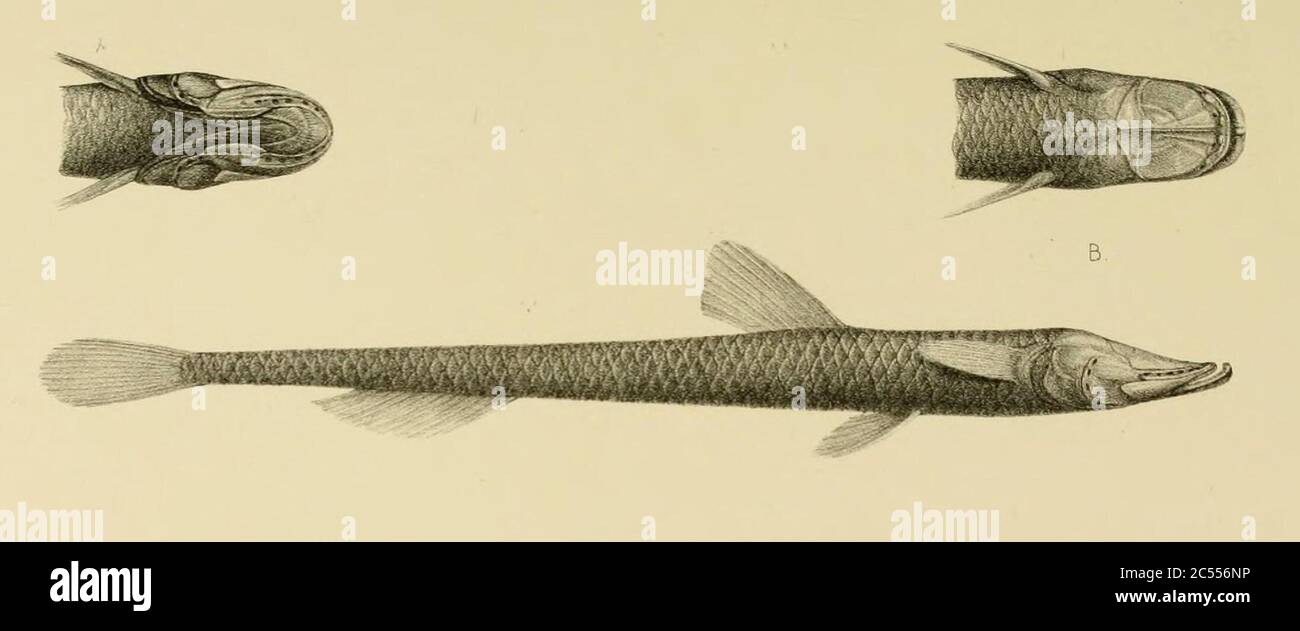 Ipnops hi-res stock photography and images - Alamy