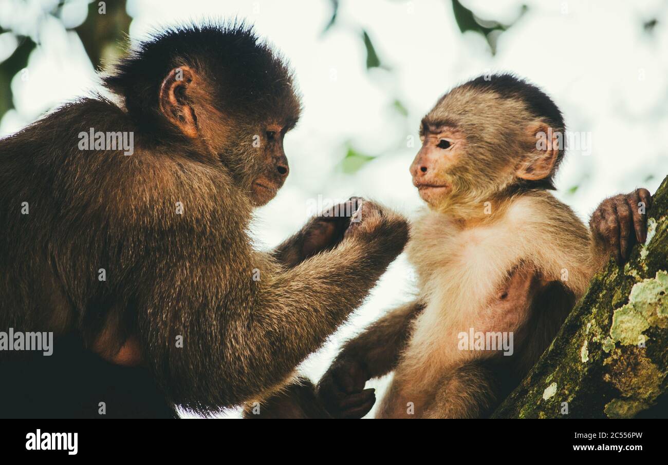 Capuchin mother and baby hi-res stock photography and images - Alamy